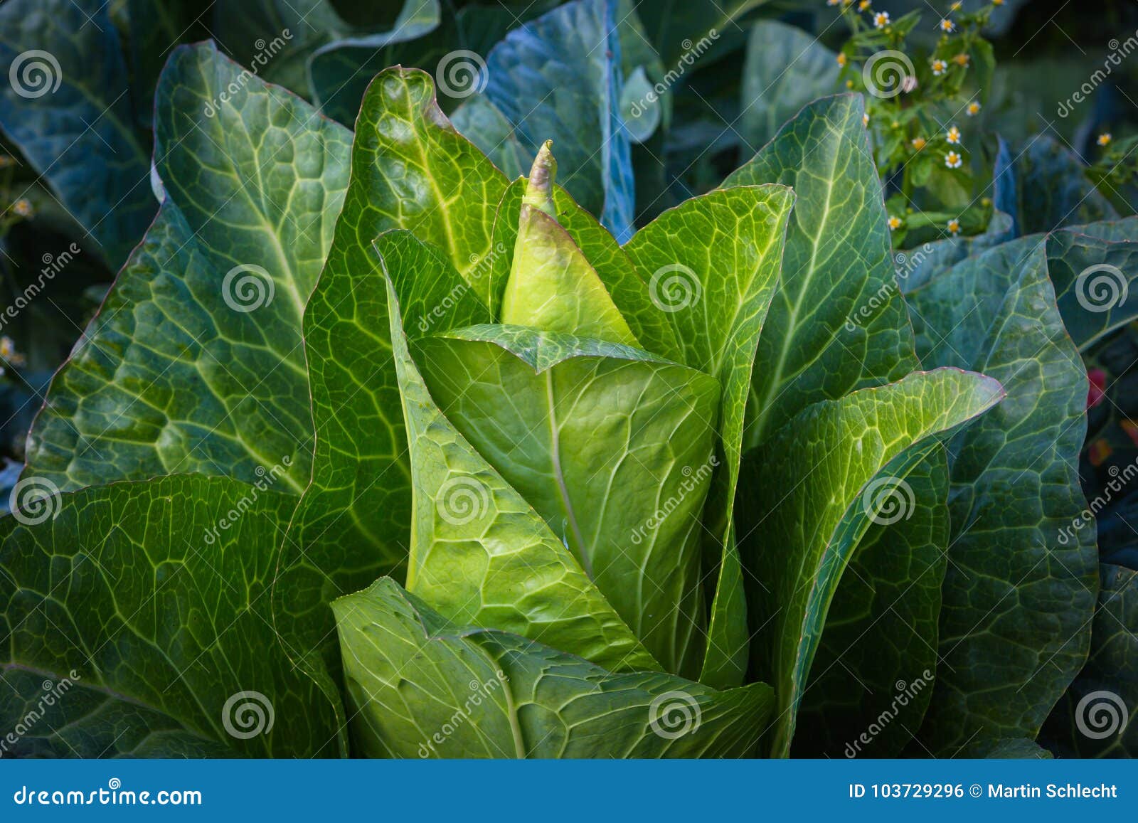 Spitzkraut in Der Erntezeit Stock Foto - Image of landbouw, productie ...