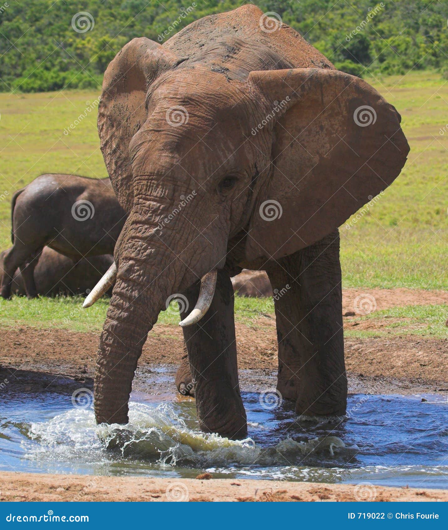 Splash stock photo. Image of body, animals, reflection - 719022