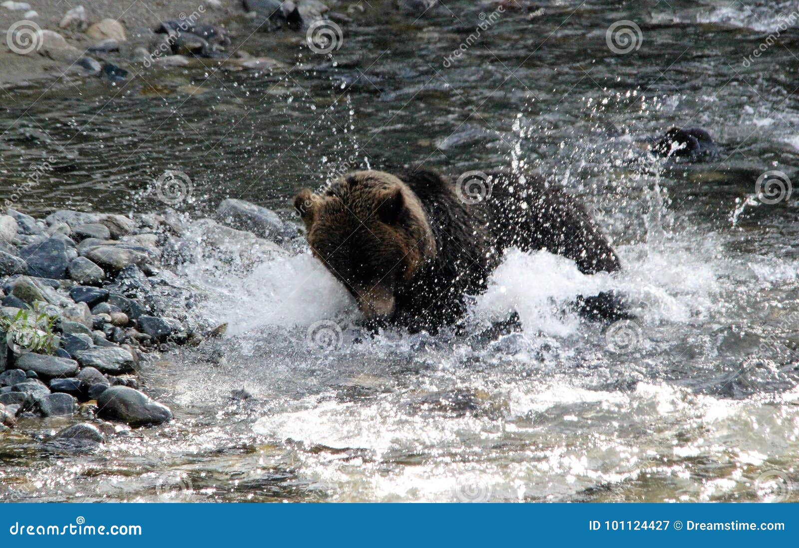 SPLASH stock image. Image of bear, grizzly, morning - 101124427