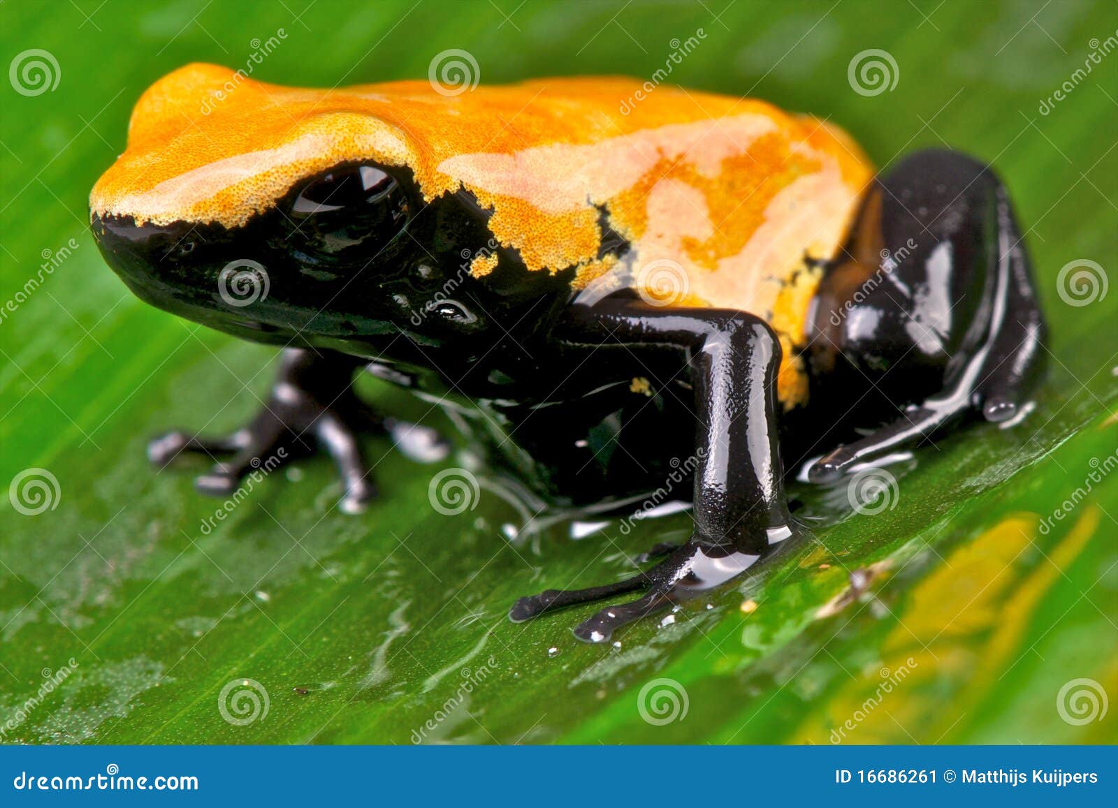 Adelphobates Galactonotus, Splashback Poison Dart Frog In The Nature ...