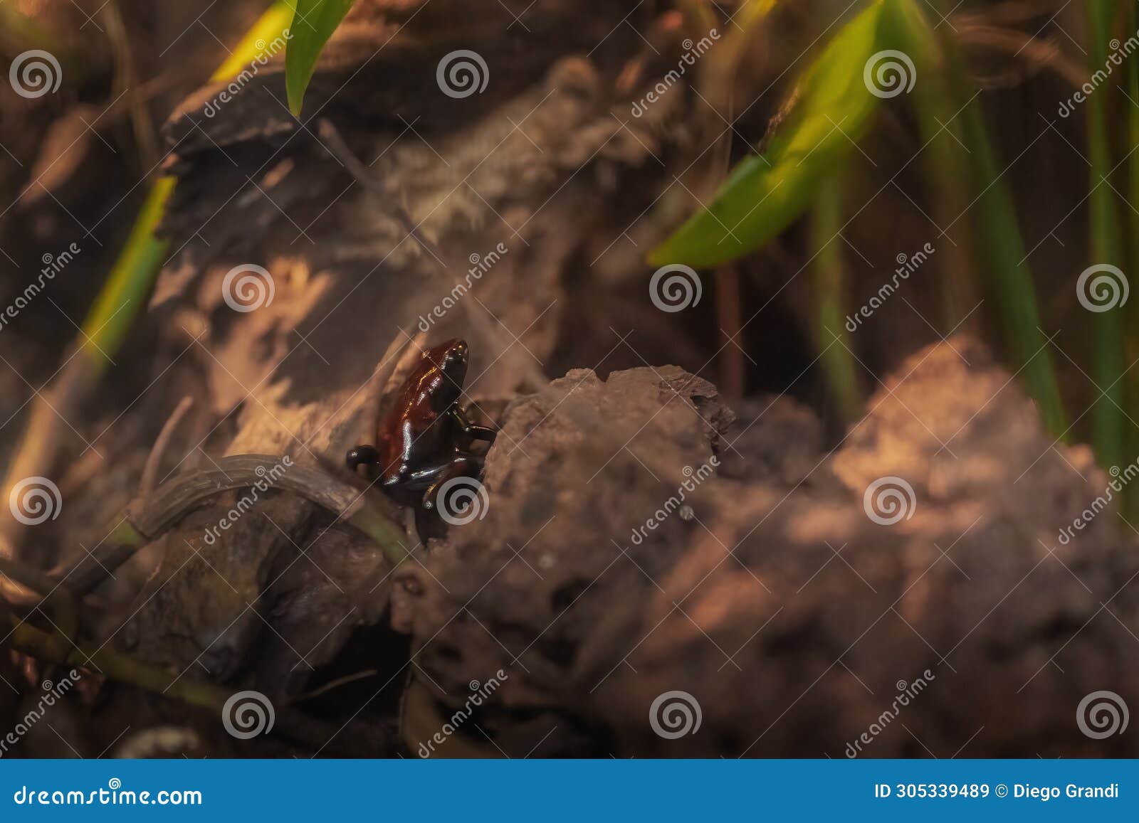 Adelphobates Galactonotus, Splashback Poison Dart Frog In The Nature ...