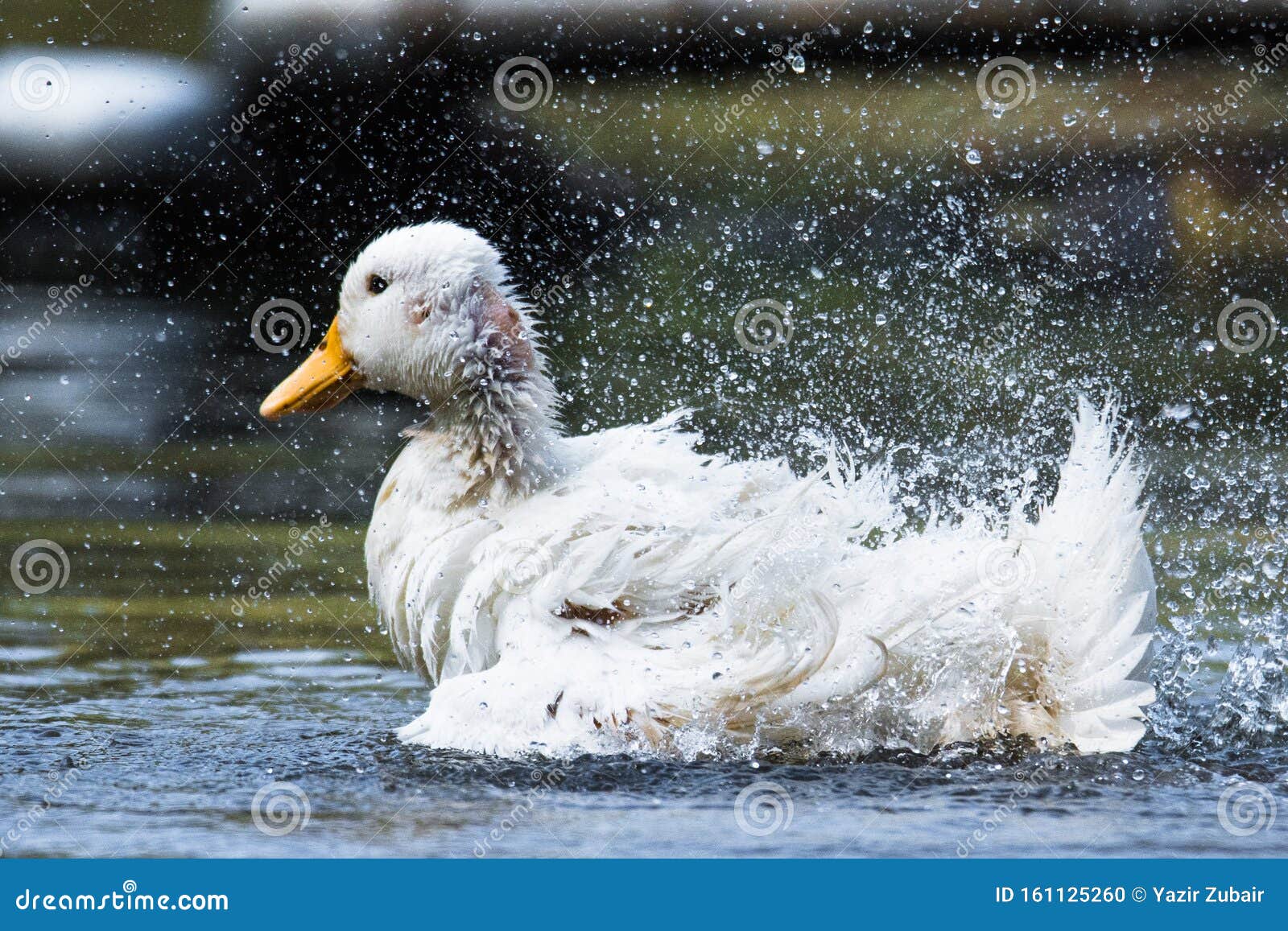 Water Splash by duck stock photo. Image of bird, nature - 161125260