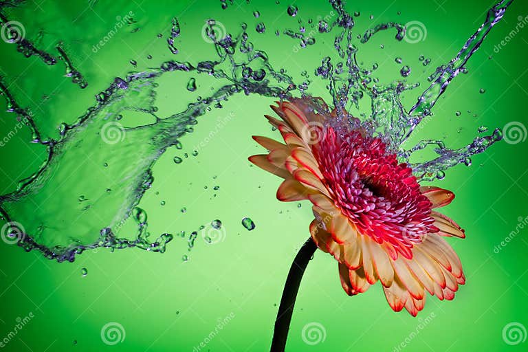Splash on a Daisy stock image. Image of splashing, stem - 46020869