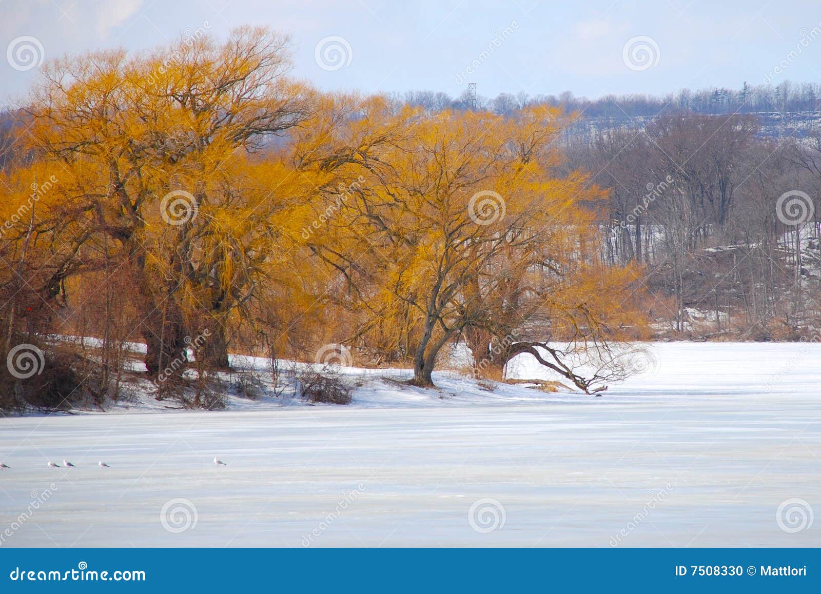 A Splash of Fall Color in Winter Stock Photo - Image of frozen, trees ...