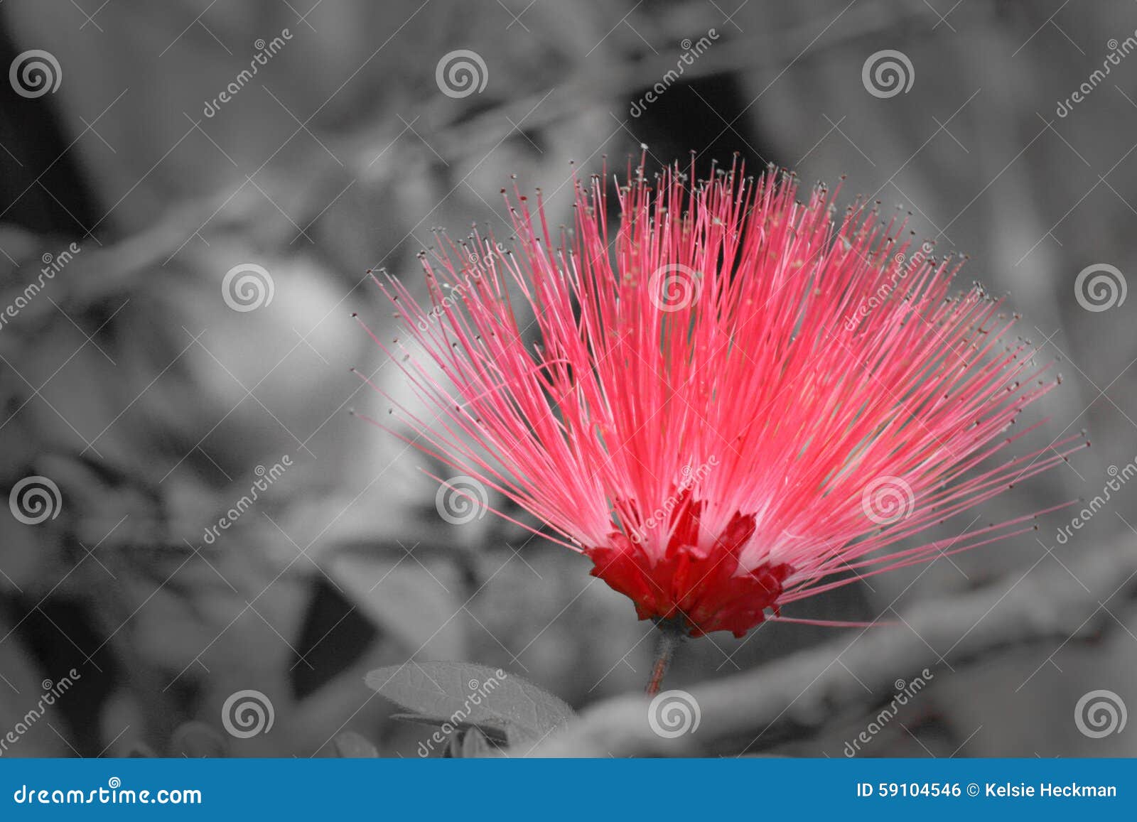 A splash of Flower stock photo. Image of pretty, edit - 59104546