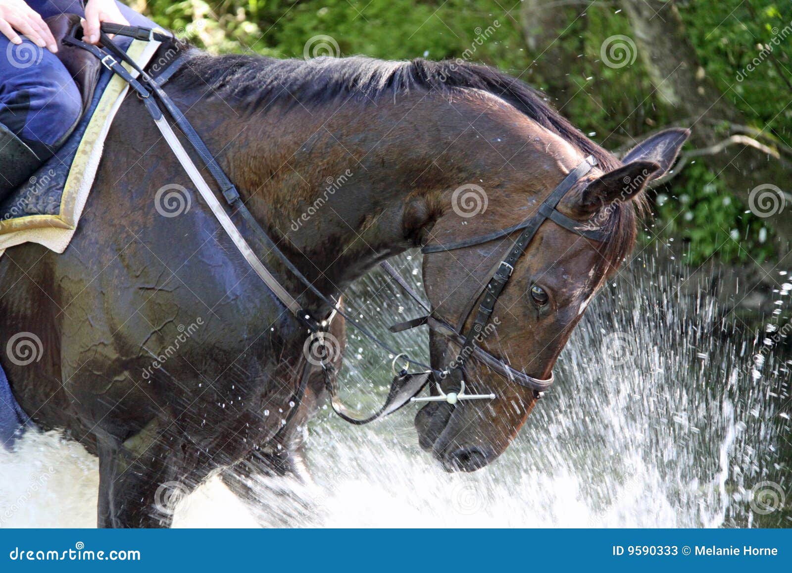 Splash fun horse stock image. Image of sweaty, soaking - 9590333