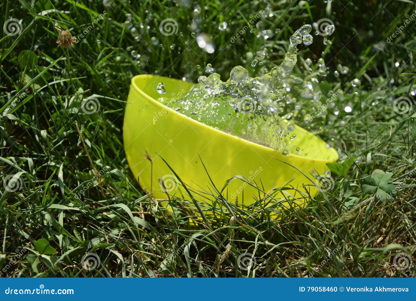 Splash stock photo. Image of drops, splash, water, grass - 79058460