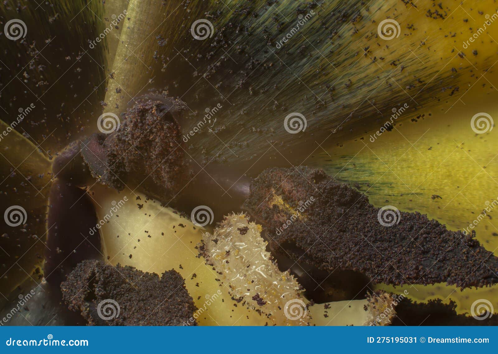 Splash Inside Flower Macro Background Dark Photo Stock Image - Image of ...