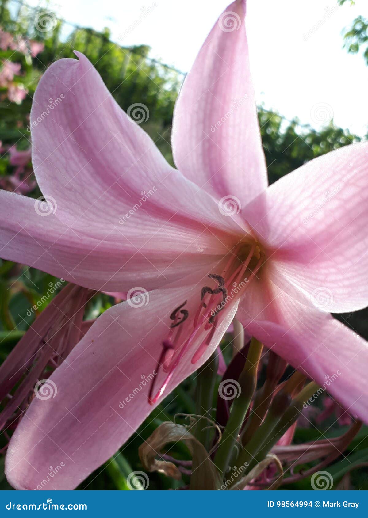 Splash of Pink stock photo. Image of iris, splash, summer - 98564994