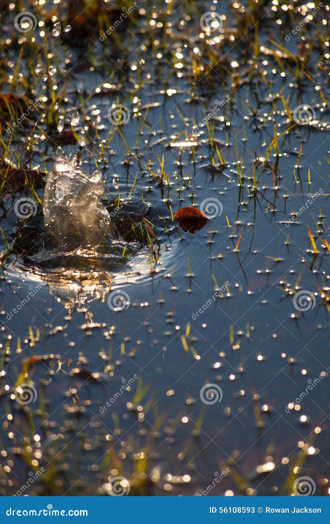Splash in a Puddle stock image. Image of rain, morning - 56108593