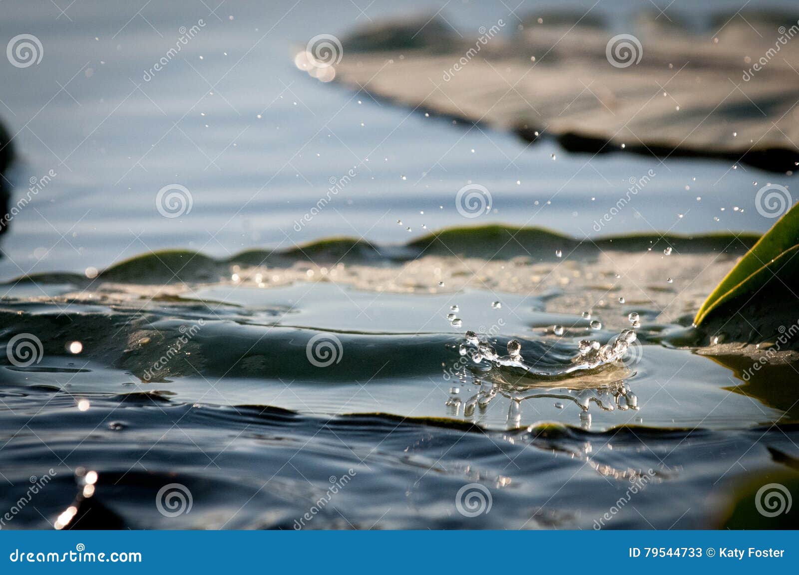 Splash from Water Droplets Falling into a Pond at Sunset Stock Image ...