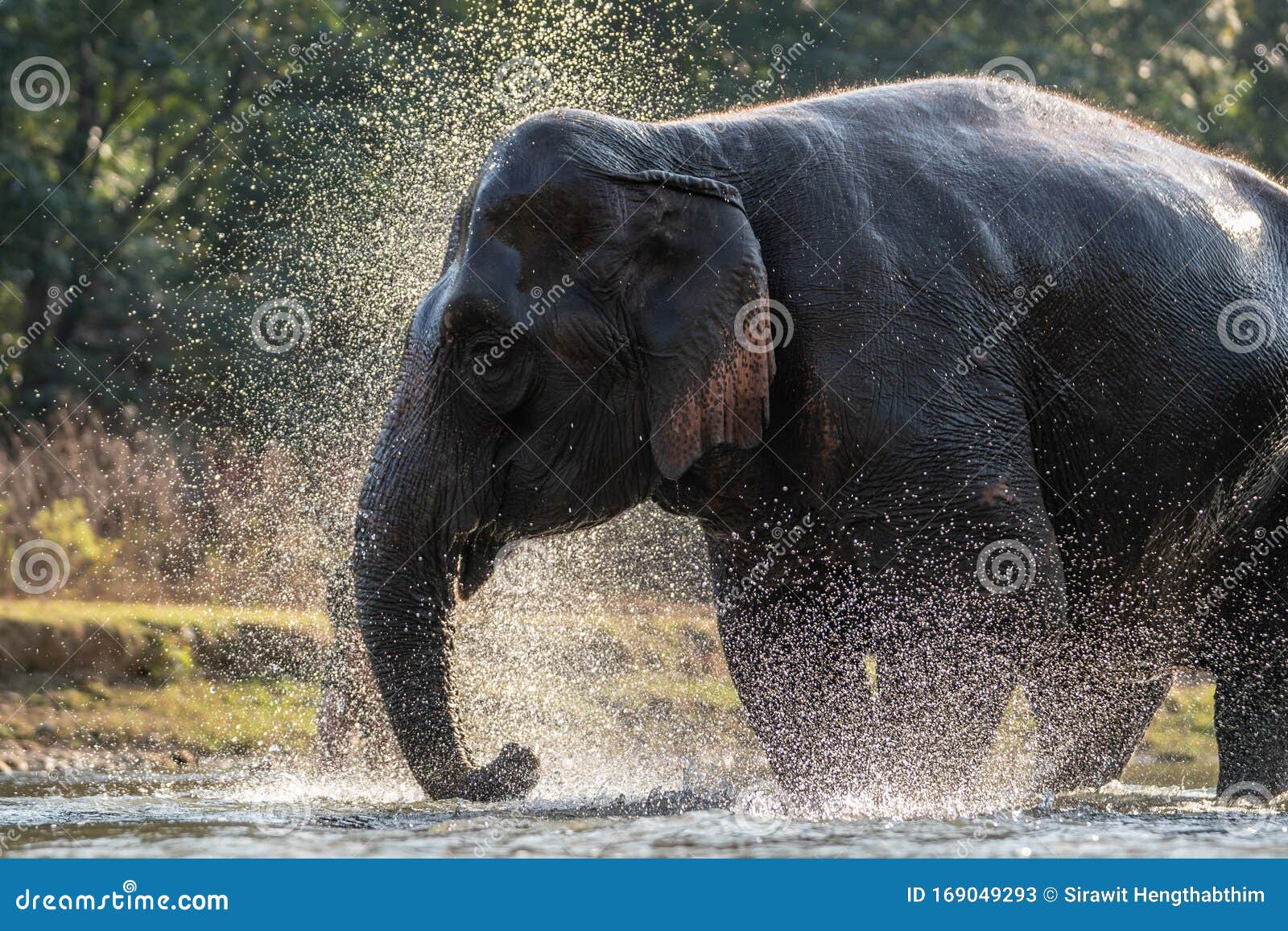 Splash Water on Elephant Bath Time Stock Image - Image of nature, asian ...