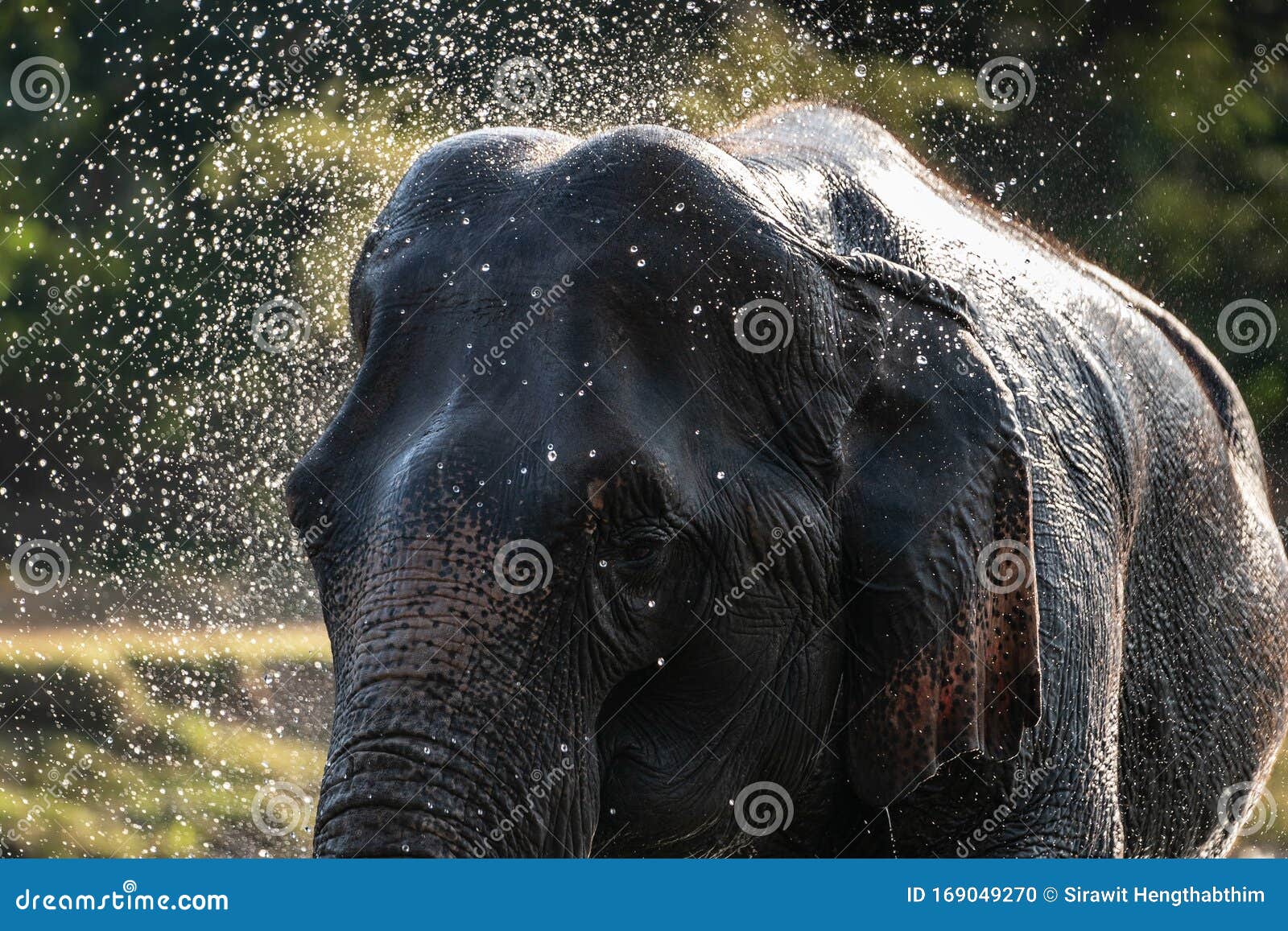 Splash Water on Elephant Bath Time Stock Photo - Image of happy, nature ...