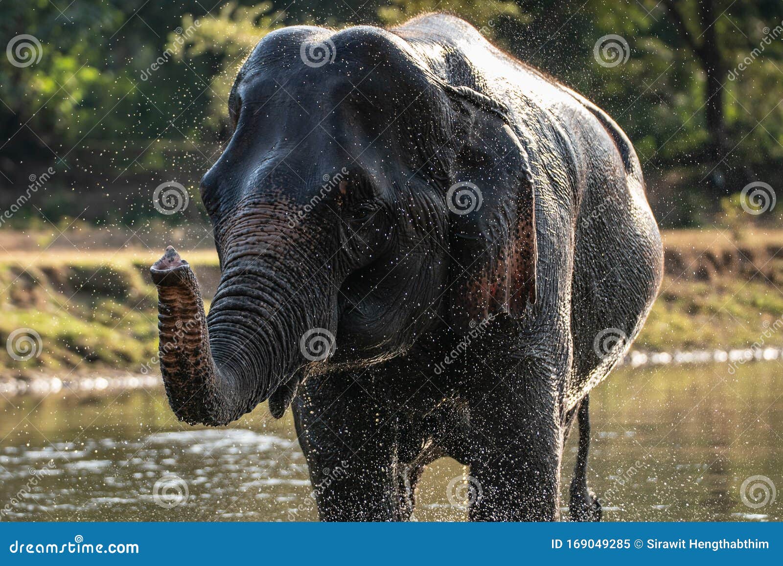 Splash Water on Elephant Bath Time Stock Image - Image of elephant ...