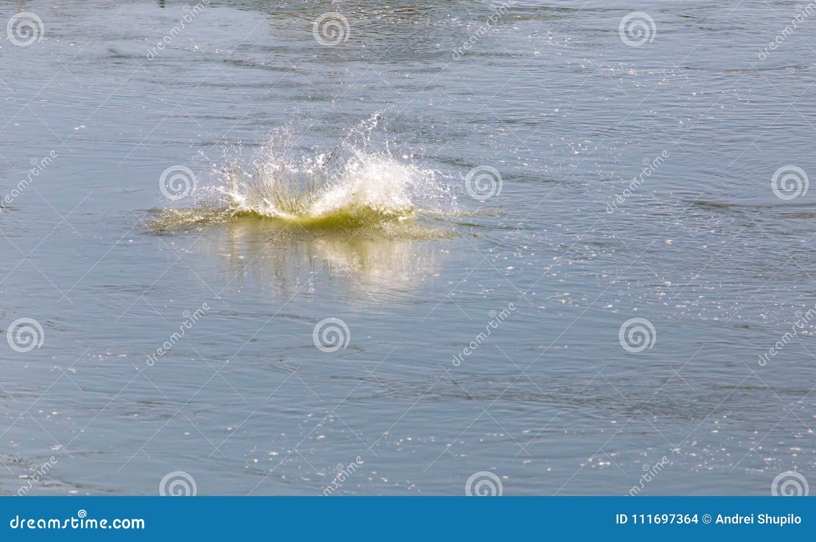 Splash water from the fish stock photo. Image of life - 111697364
