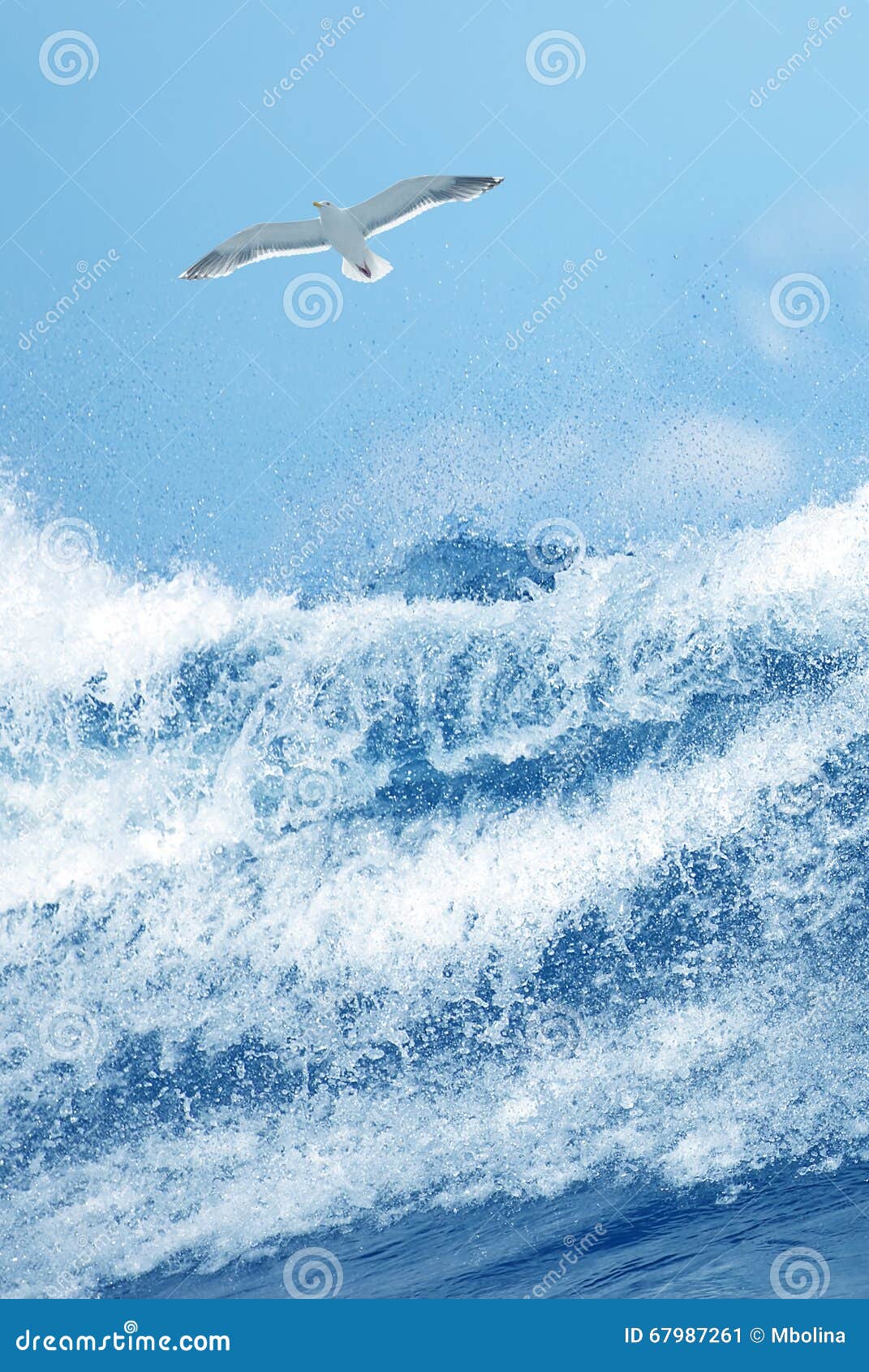 Splash of Water with Seagull Stock Image - Image of ocean, aqua: 67987261