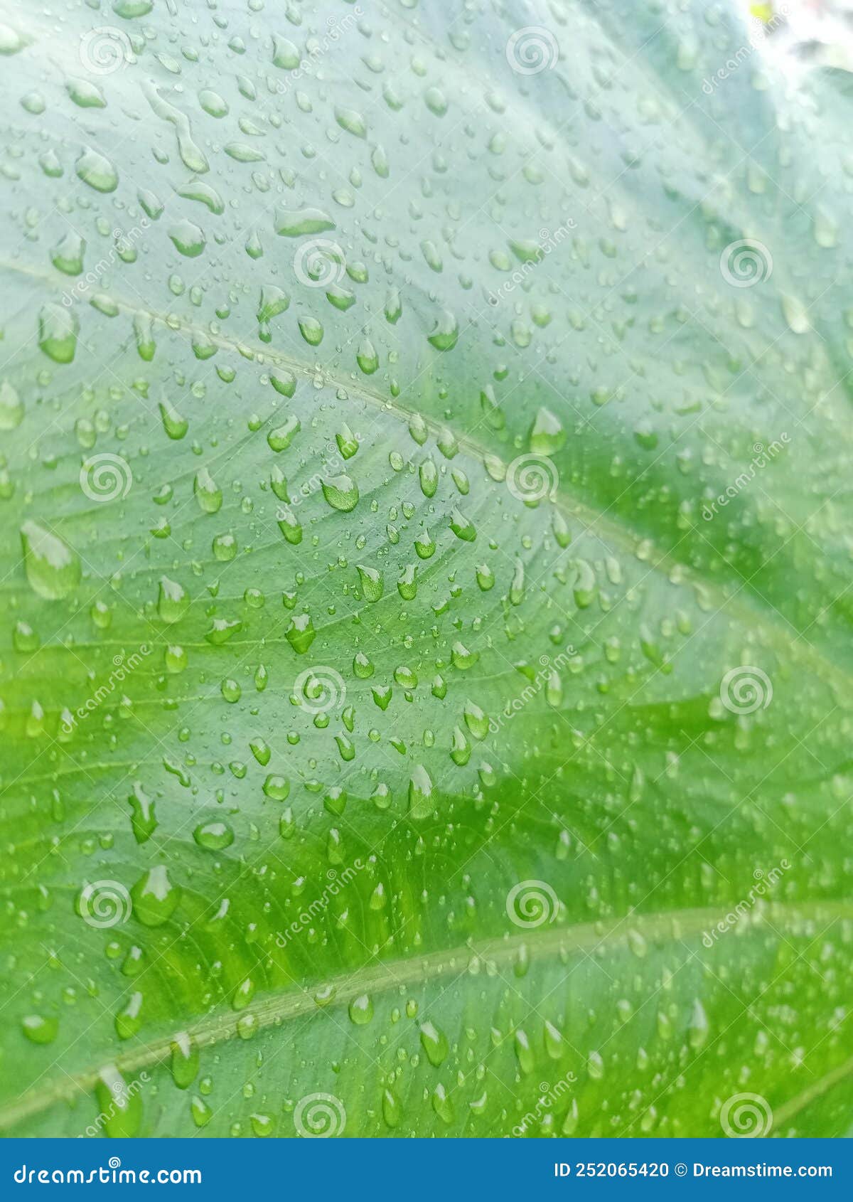 Splash of Water on Taro Leaves Stock Photo - Image of splash, taro ...