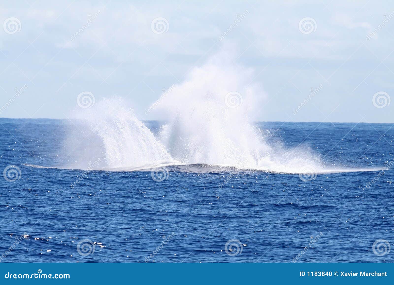 Splash of a whale jumping stock photo. Image of splash - 1183840