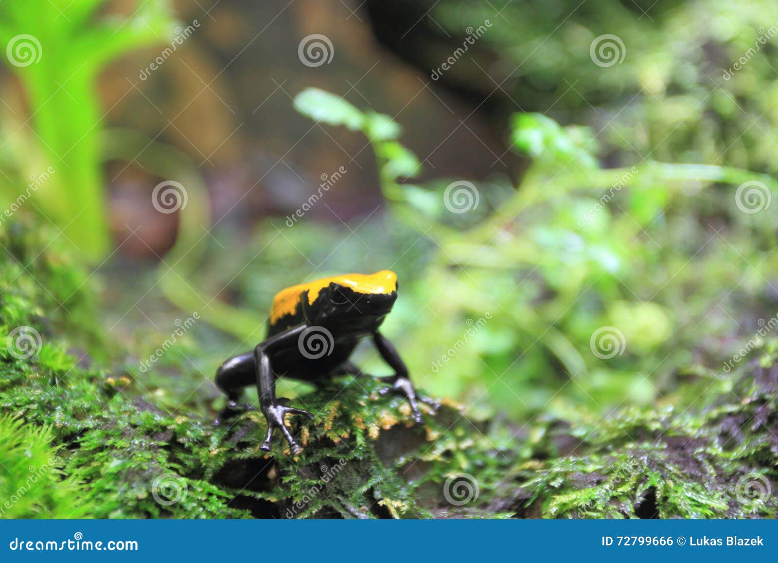 Splashback poison frog stock photo. Image of moss, galactonotus - 72799666