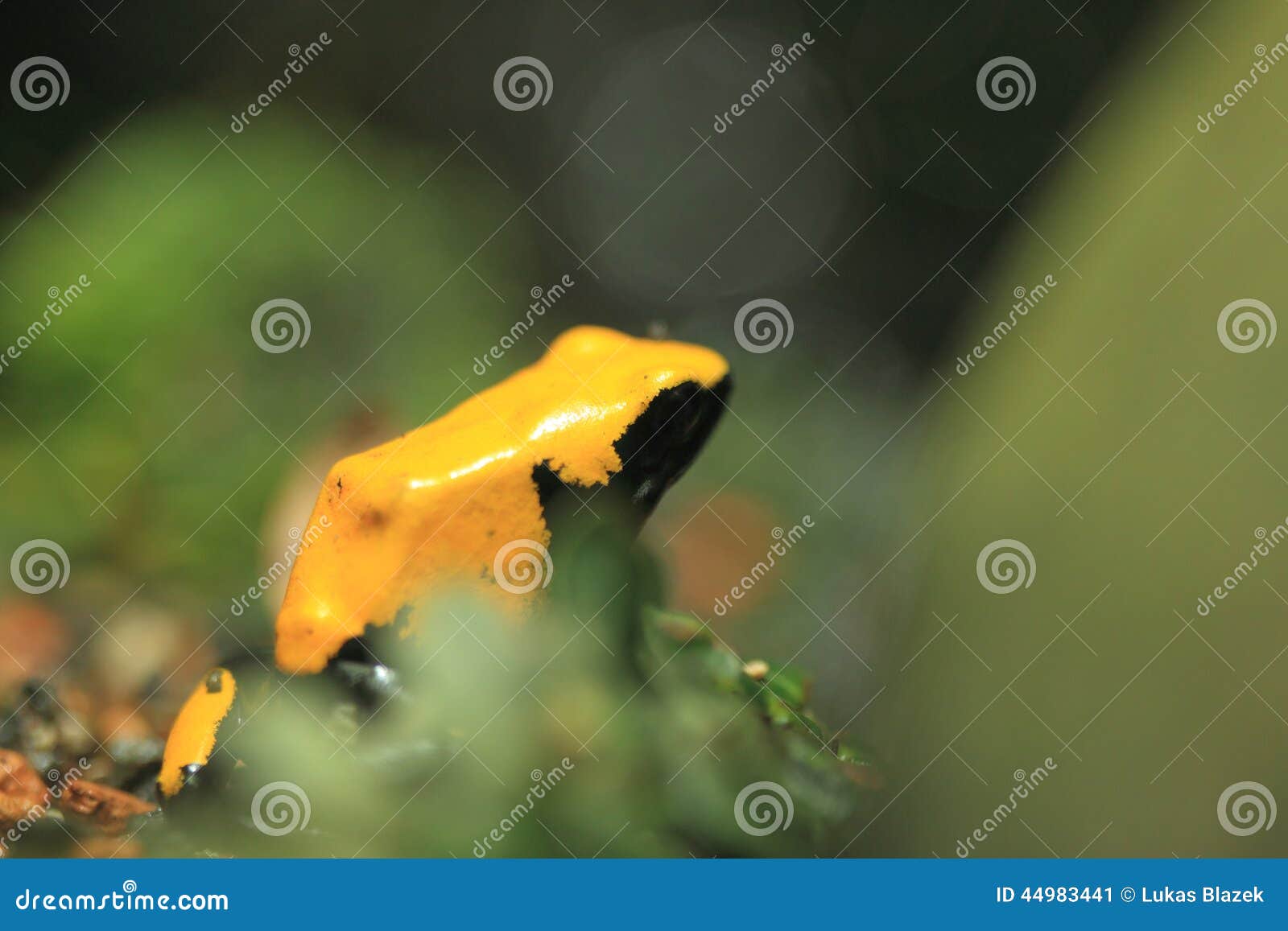 Splashback poison frog stock image. Image of backed, nature - 44983441
