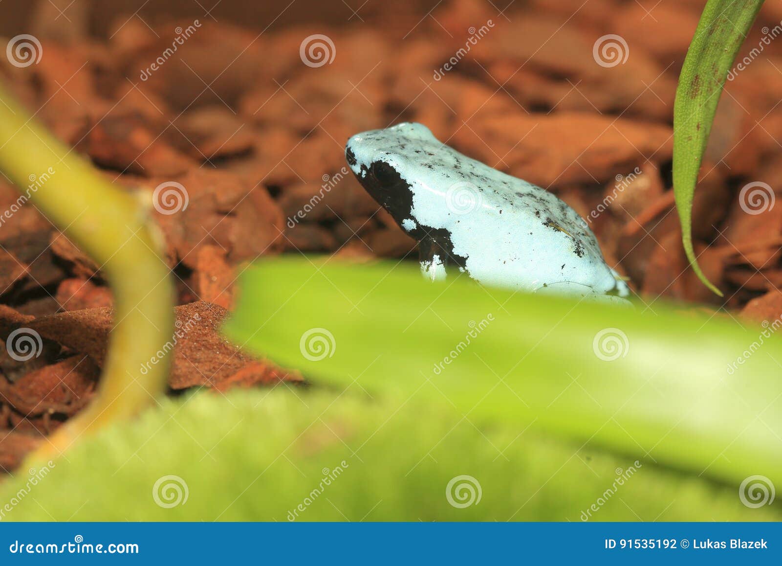 Splashback poison frog stock photo. Image of backed, splashback - 91535192