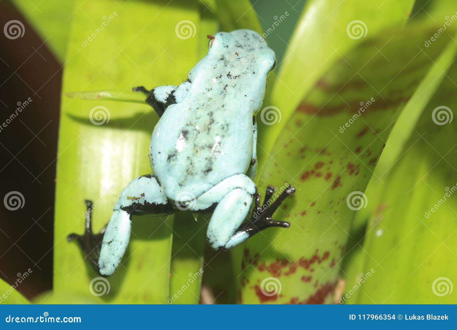 Splashback poison frog stock photo. Image of basin, animal - 117966354