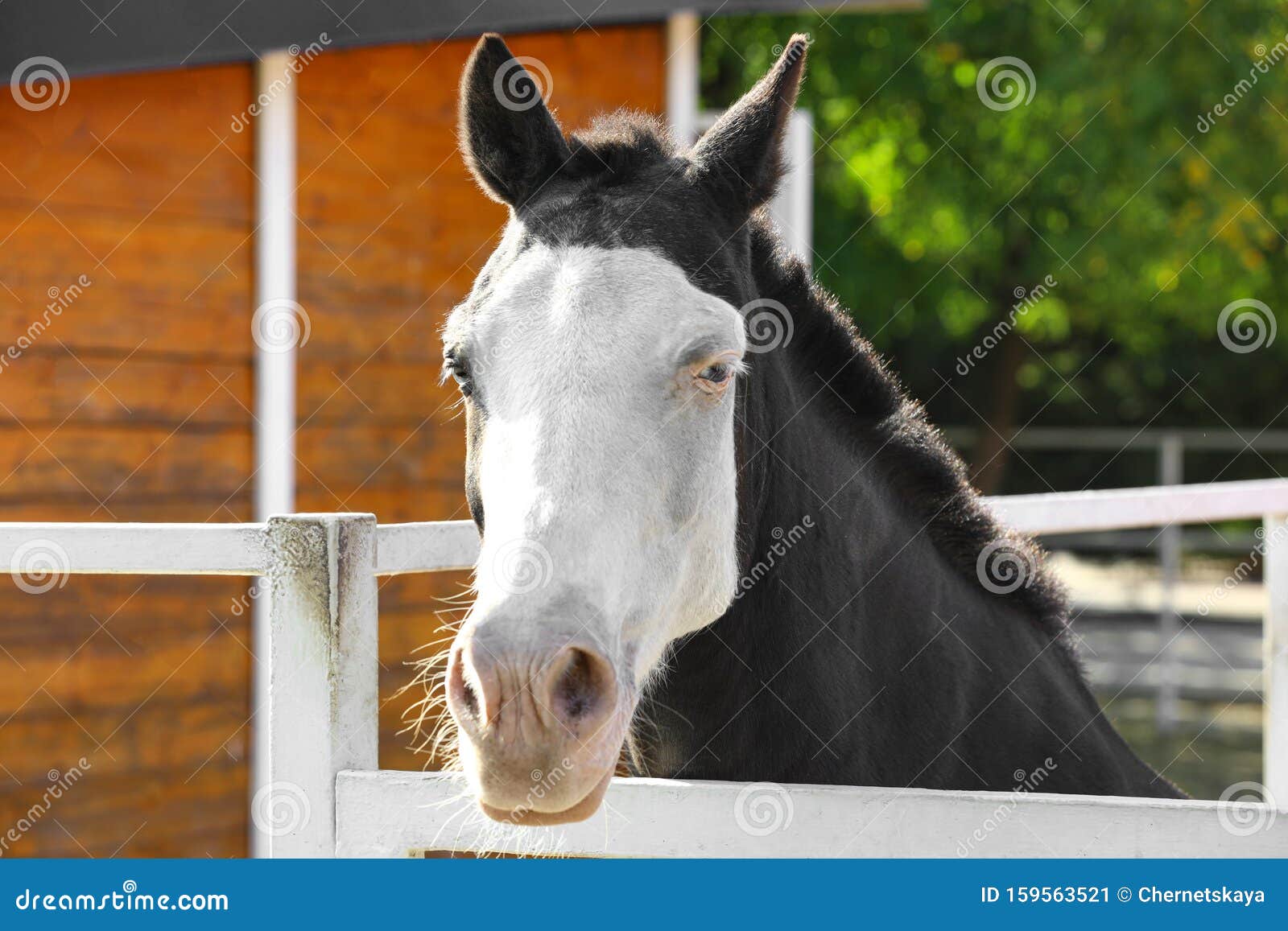 Splashed White Horse at Light Fence Stock Image - Image of riding, ride ...