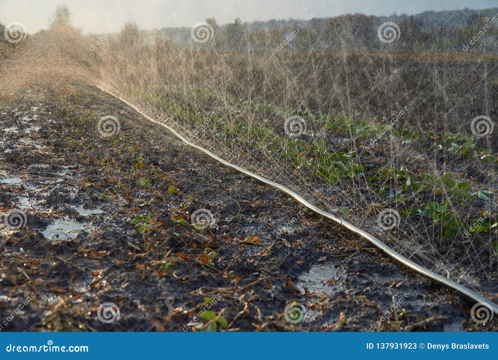 Splashes of Water during Irrigation in Sunlight. Soil Wetting Stock ...