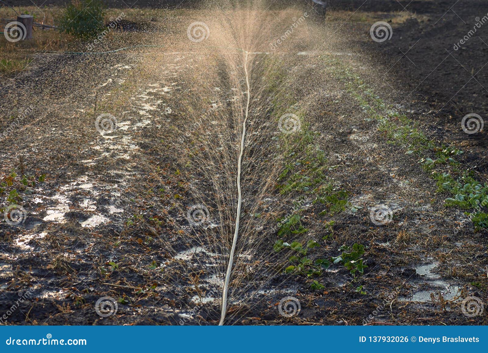 Splashes of Water during Irrigation in Sunlight. Soil Wetting Stock ...