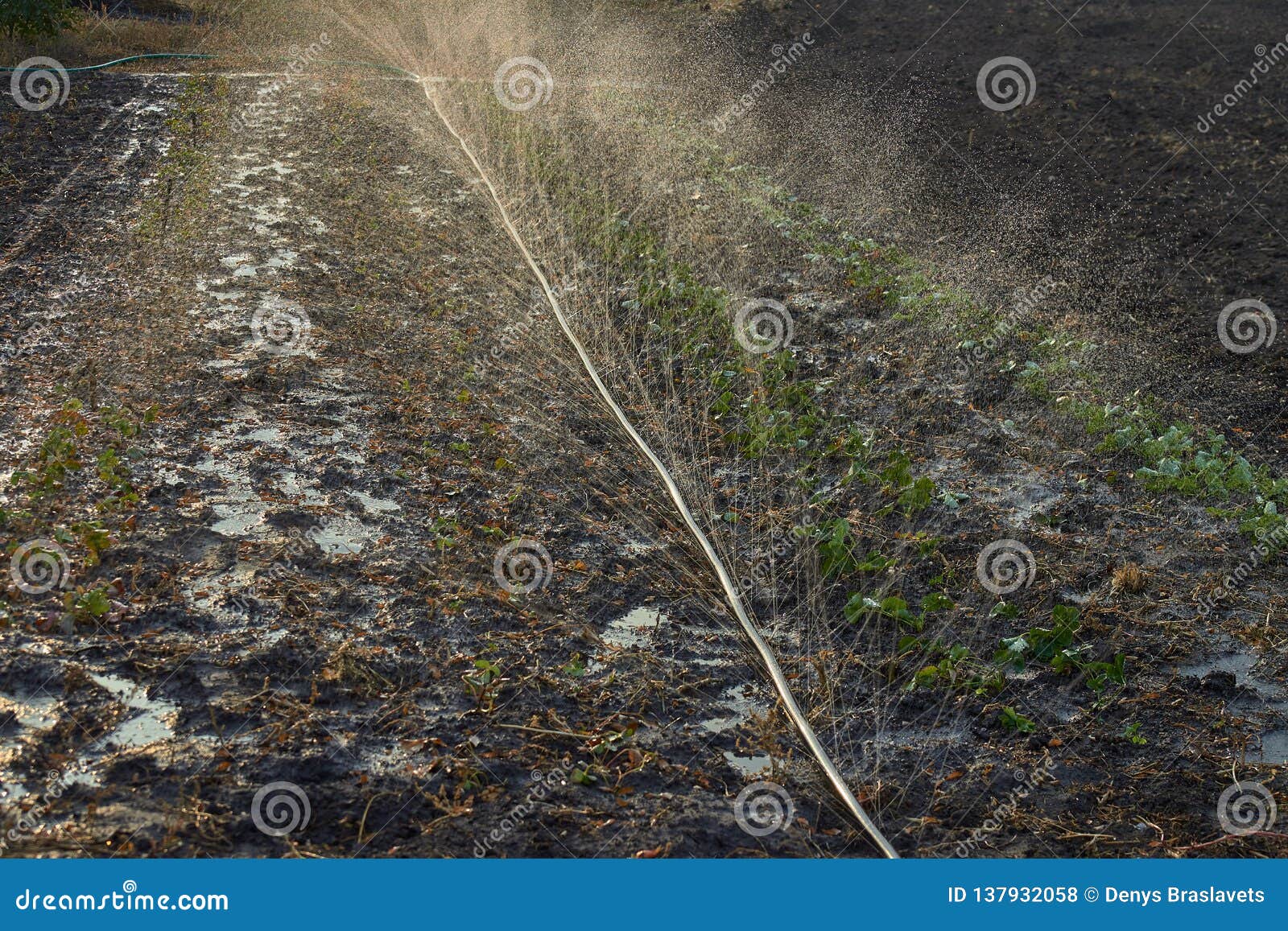 Splashes of Water during Irrigation in Sunlight. Soil Wetting Stock ...