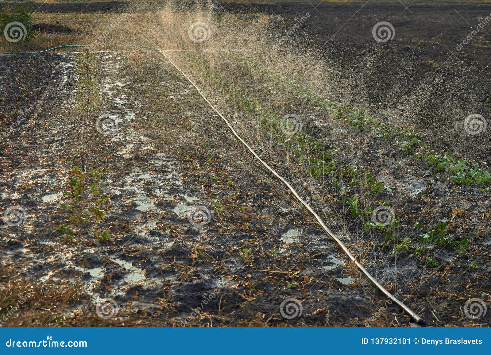 Splashes of Water during Irrigation in Sunlight. Soil Wetting Stock ...