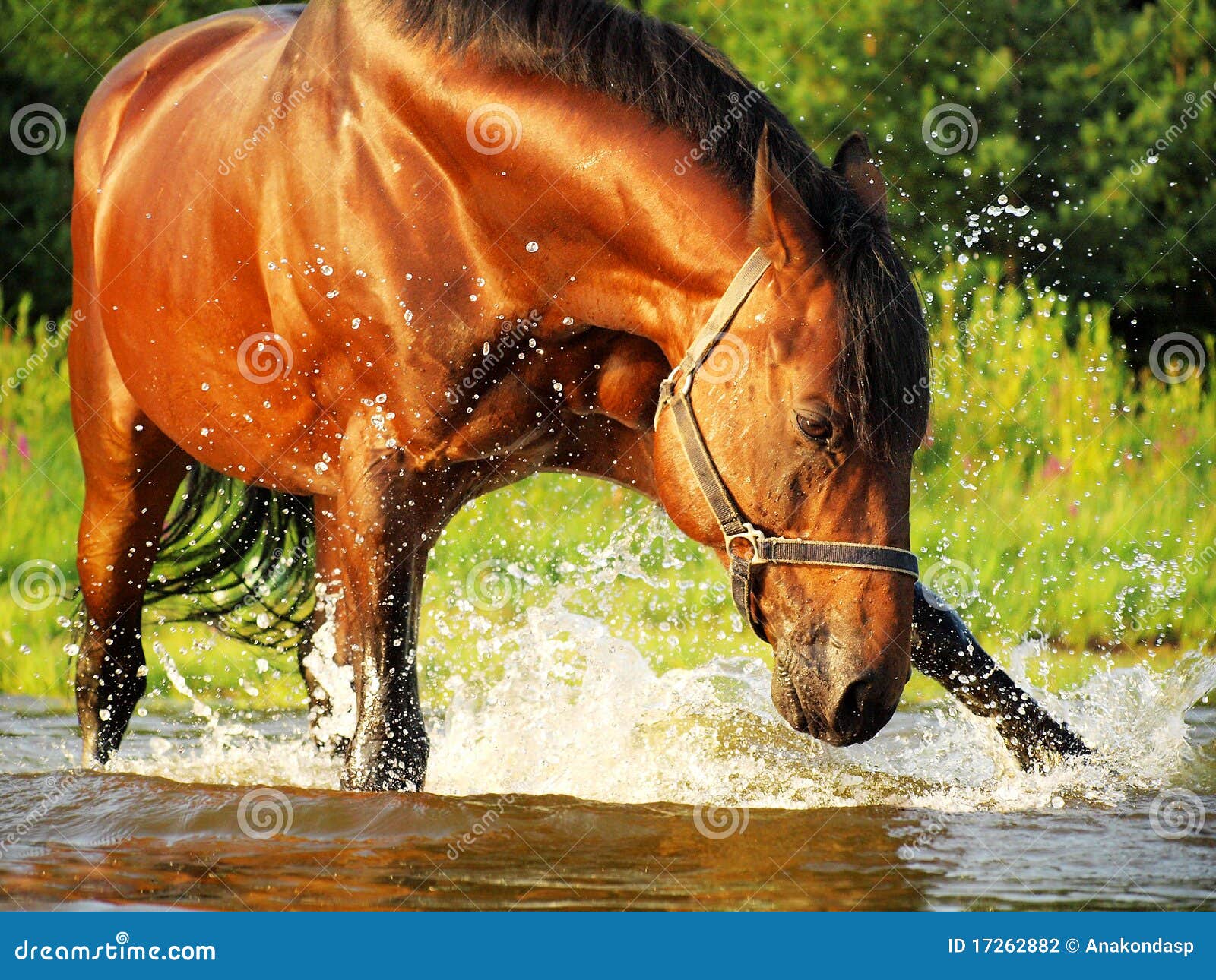 Splashing bay horse stock photo. Image of show, river - 17262882