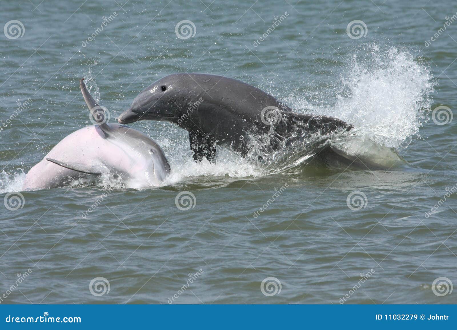 Splashing dolphins stock image. Image of jumping, frolicing - 11032279