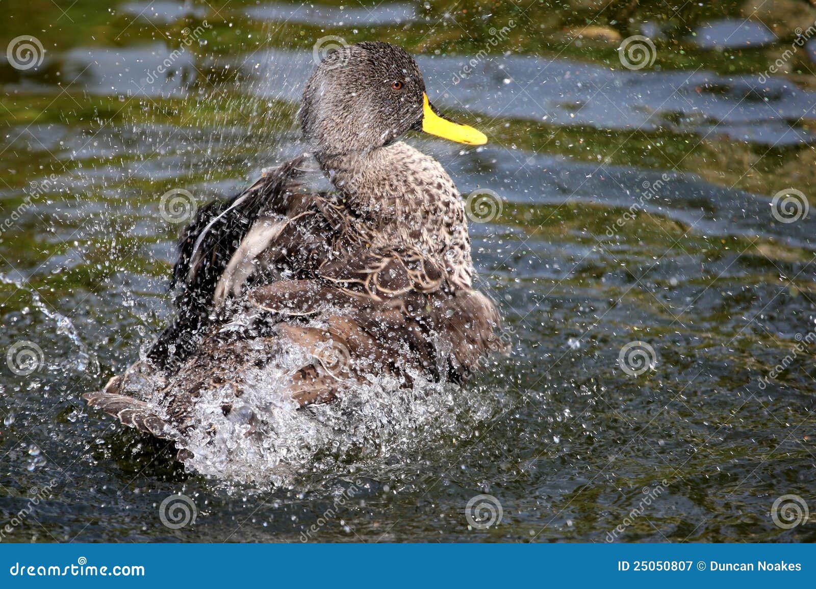Splashing Duck stock image. Image of water, swim, swimming - 25050807