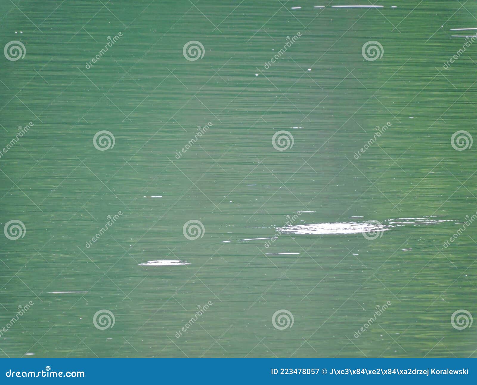 Splashing fish in the lake stock image. Image of cool - 223478057