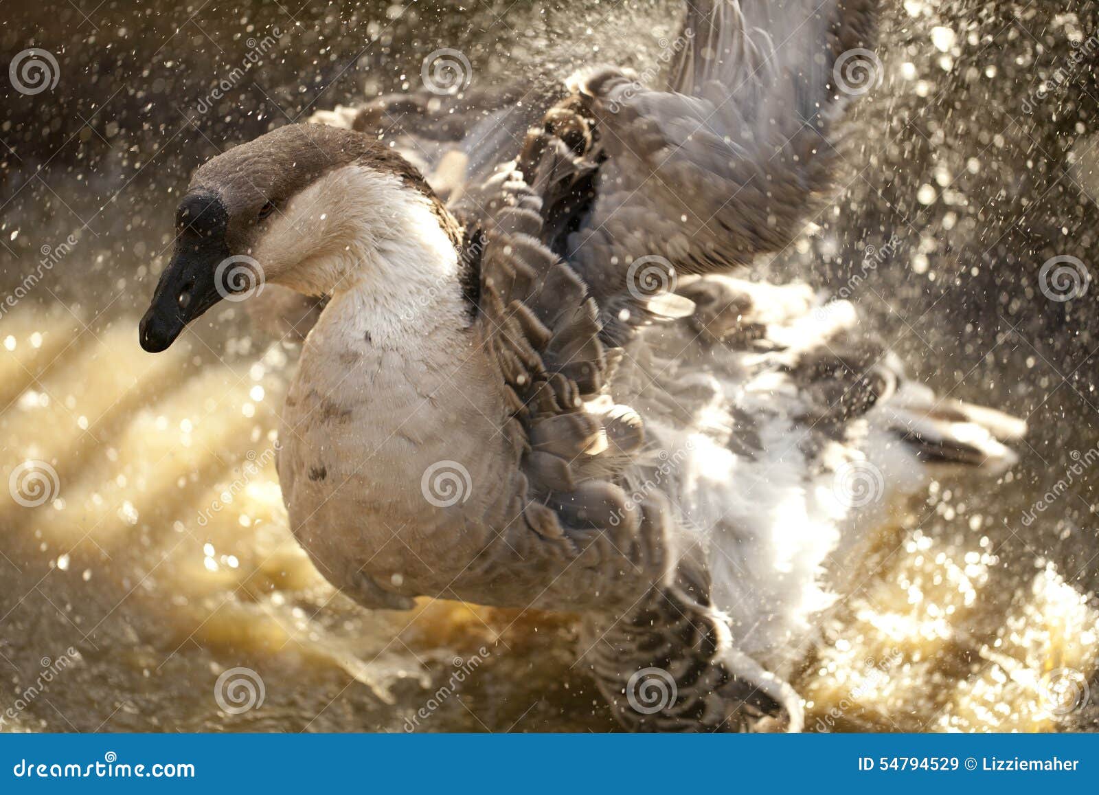 Splashing Goose stock image. Image of feathers, beak - 54794529