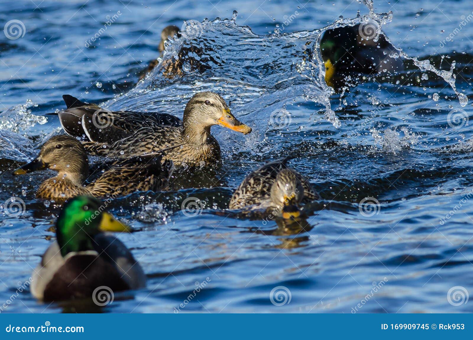 Splashing and High Activity in the Friendly Duck Pond Stock Image ...