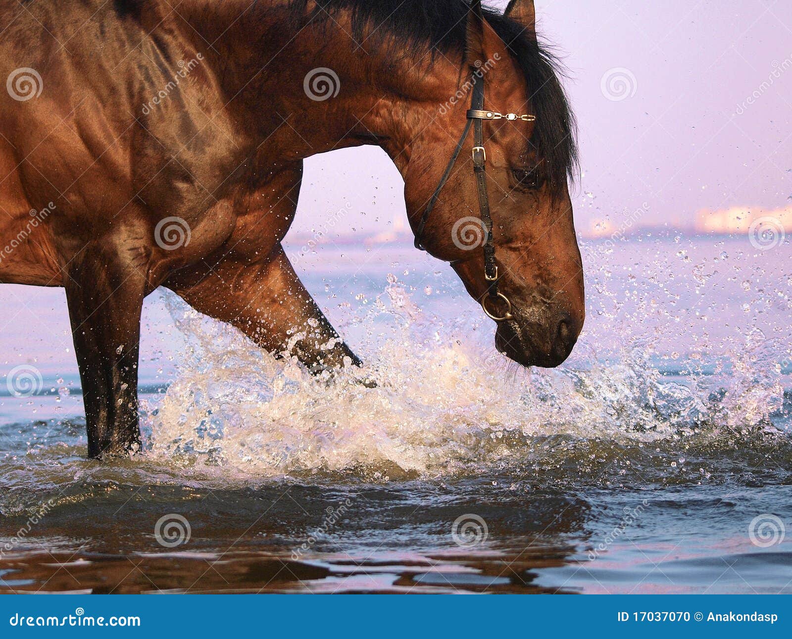 Splashing horse stock photo. Image of equestrian, water - 17037070
