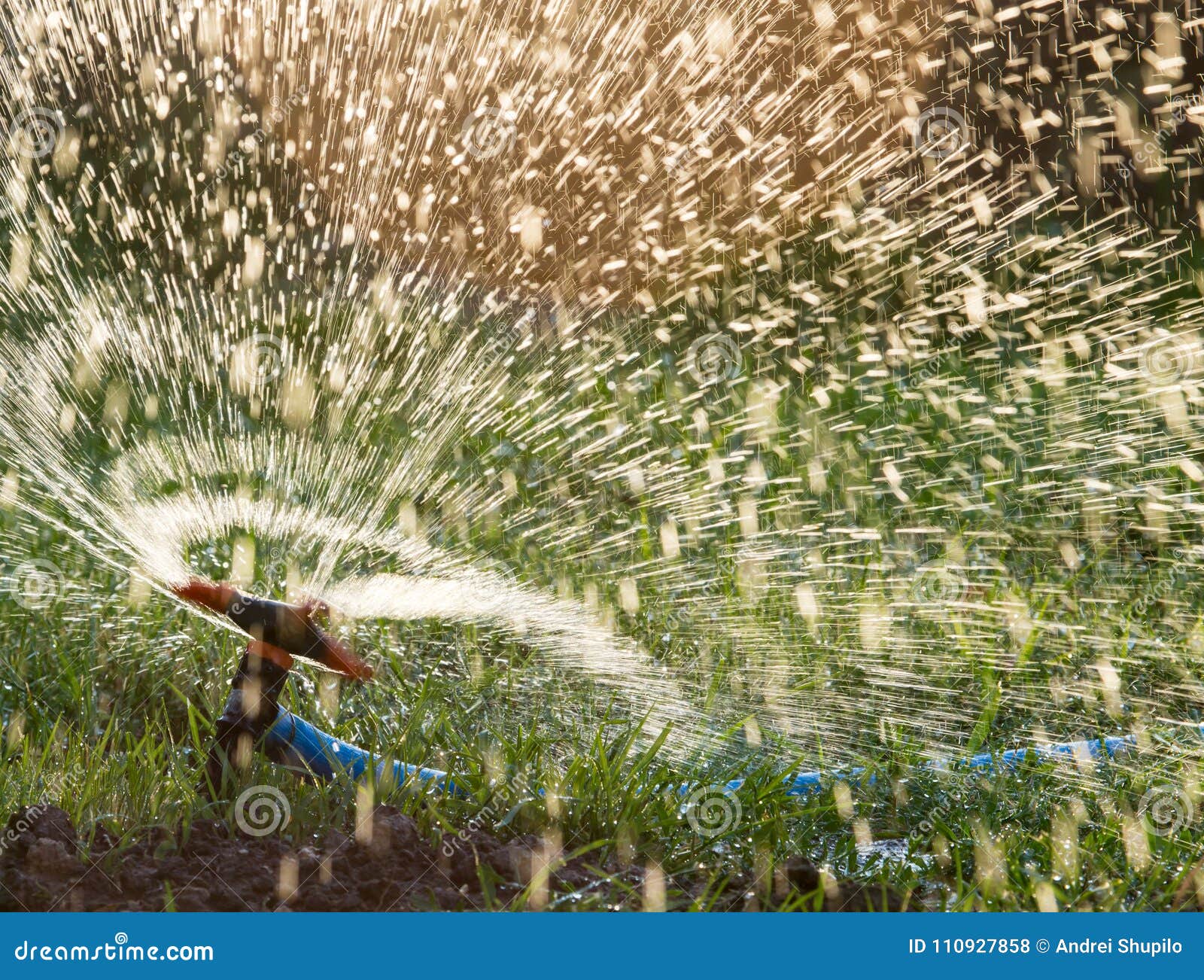 Splashing Water from a Hose on the Lawn Stock Photo - Image of ...
