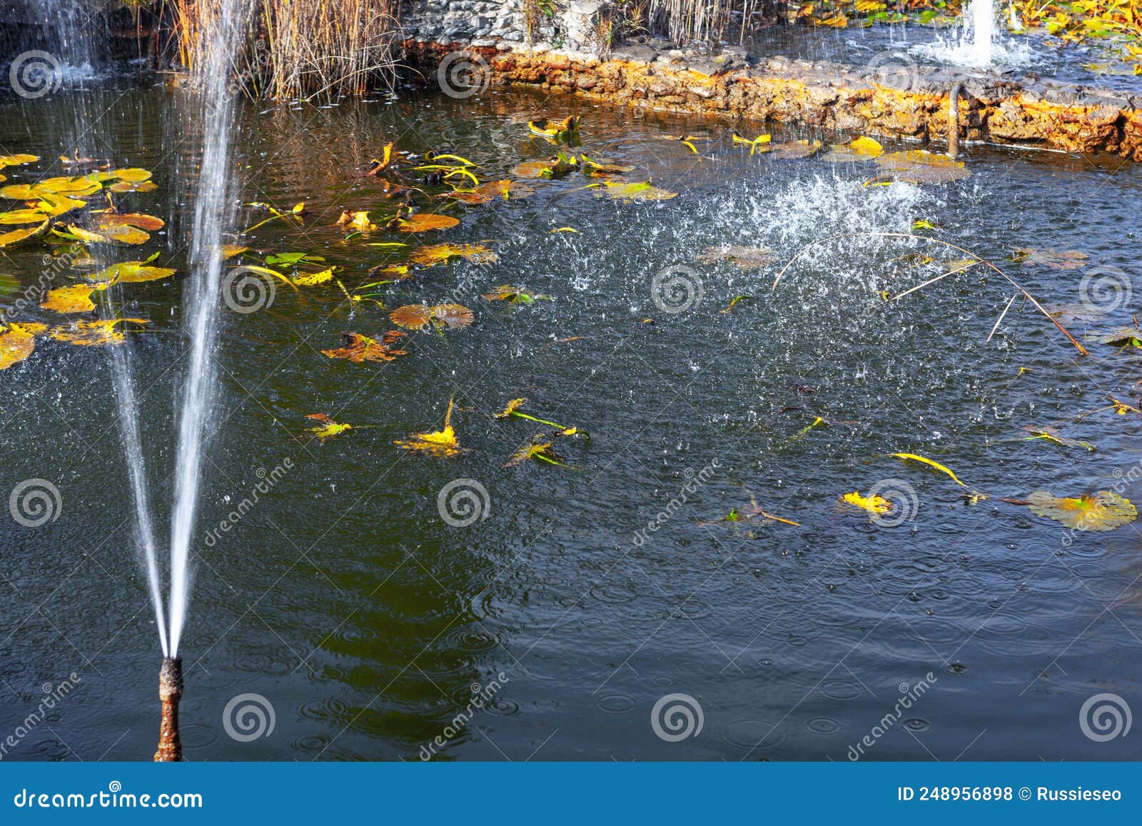 Splashing Water in the Pond Stock Photo - Image of pond, plant: 248956898