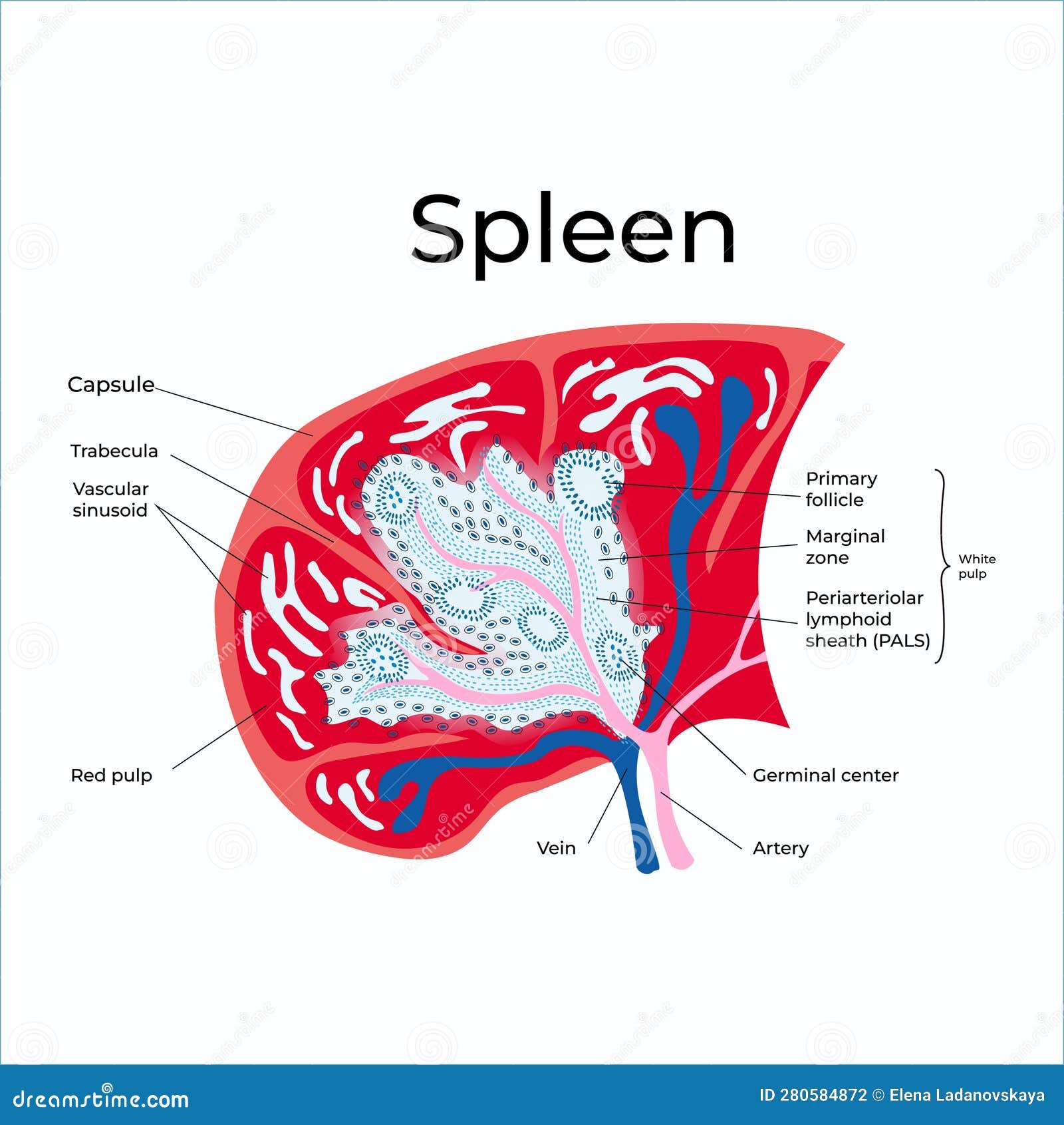 Spleen Lymphatic System Body Organ Infographic Poster Vector ...