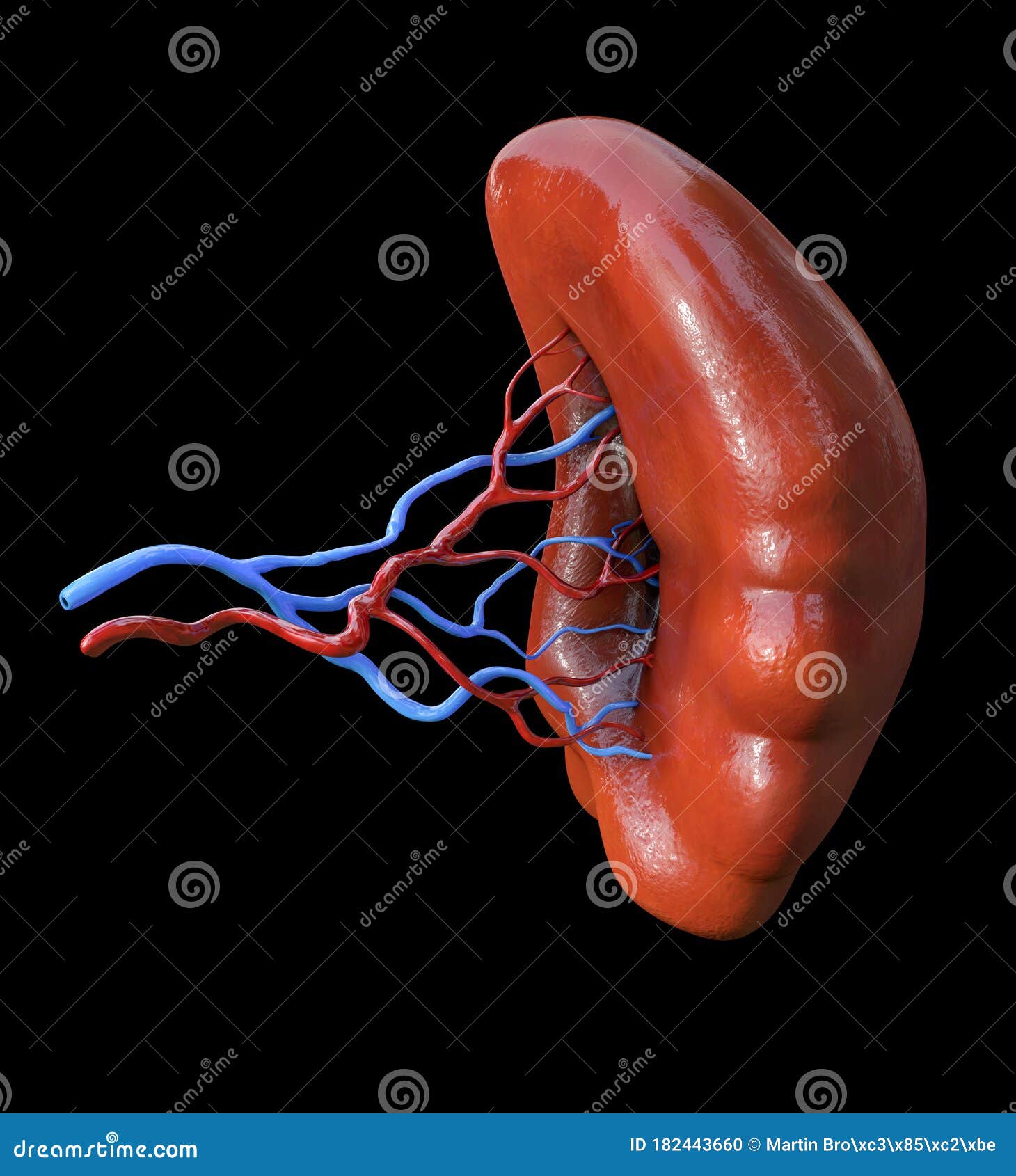 Spleen Anatomy, Human Internal Organs Stock Illustration - Illustration ...