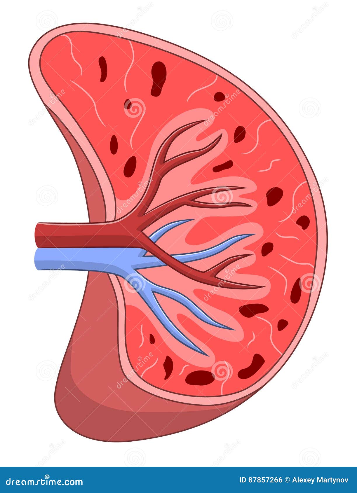 Spleen, Cross Section Structure. Lymphatic And Immune System Blood ...