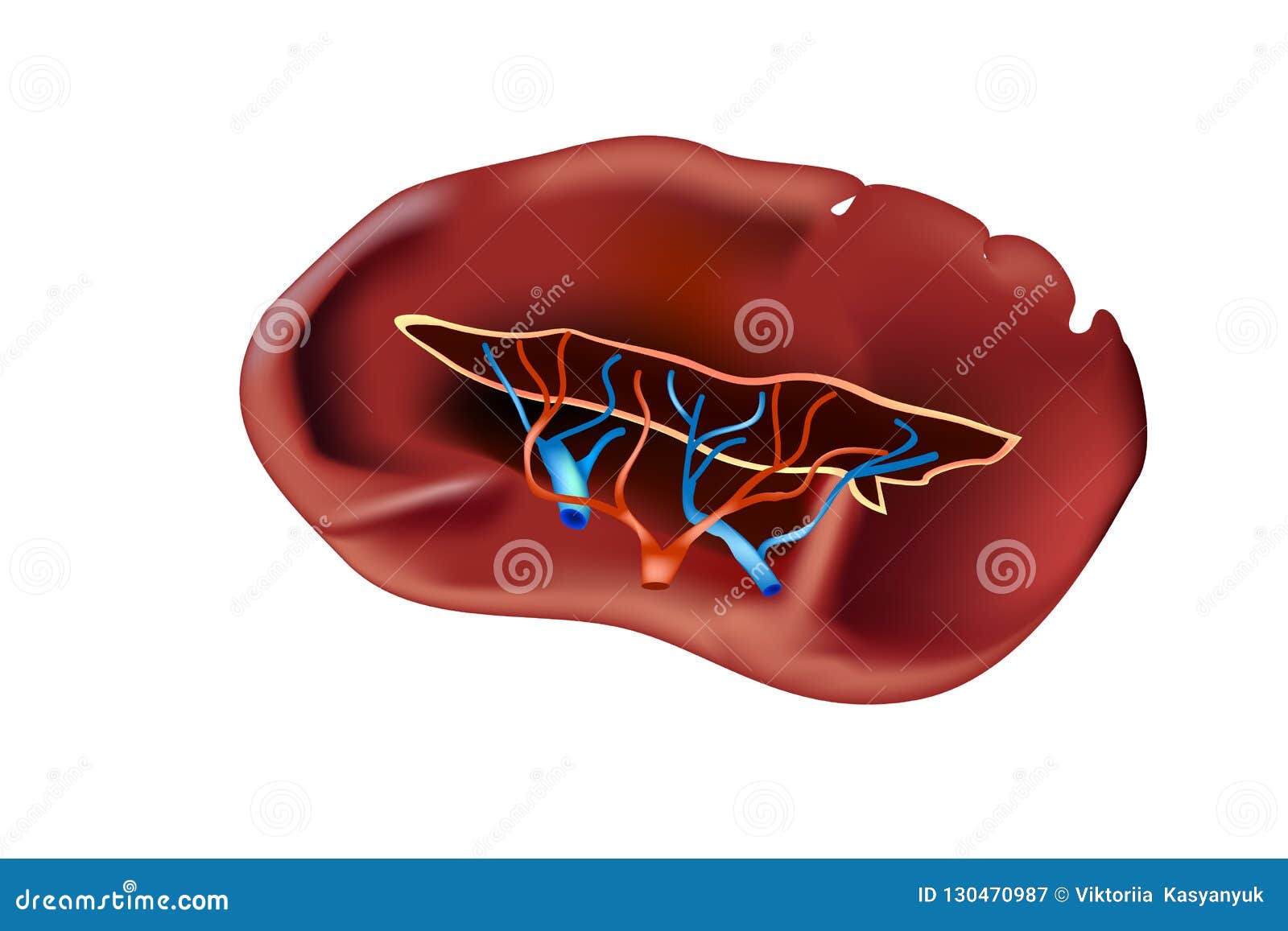 The Spleen Human Anatomy stock vector. Illustration of healthcare ...