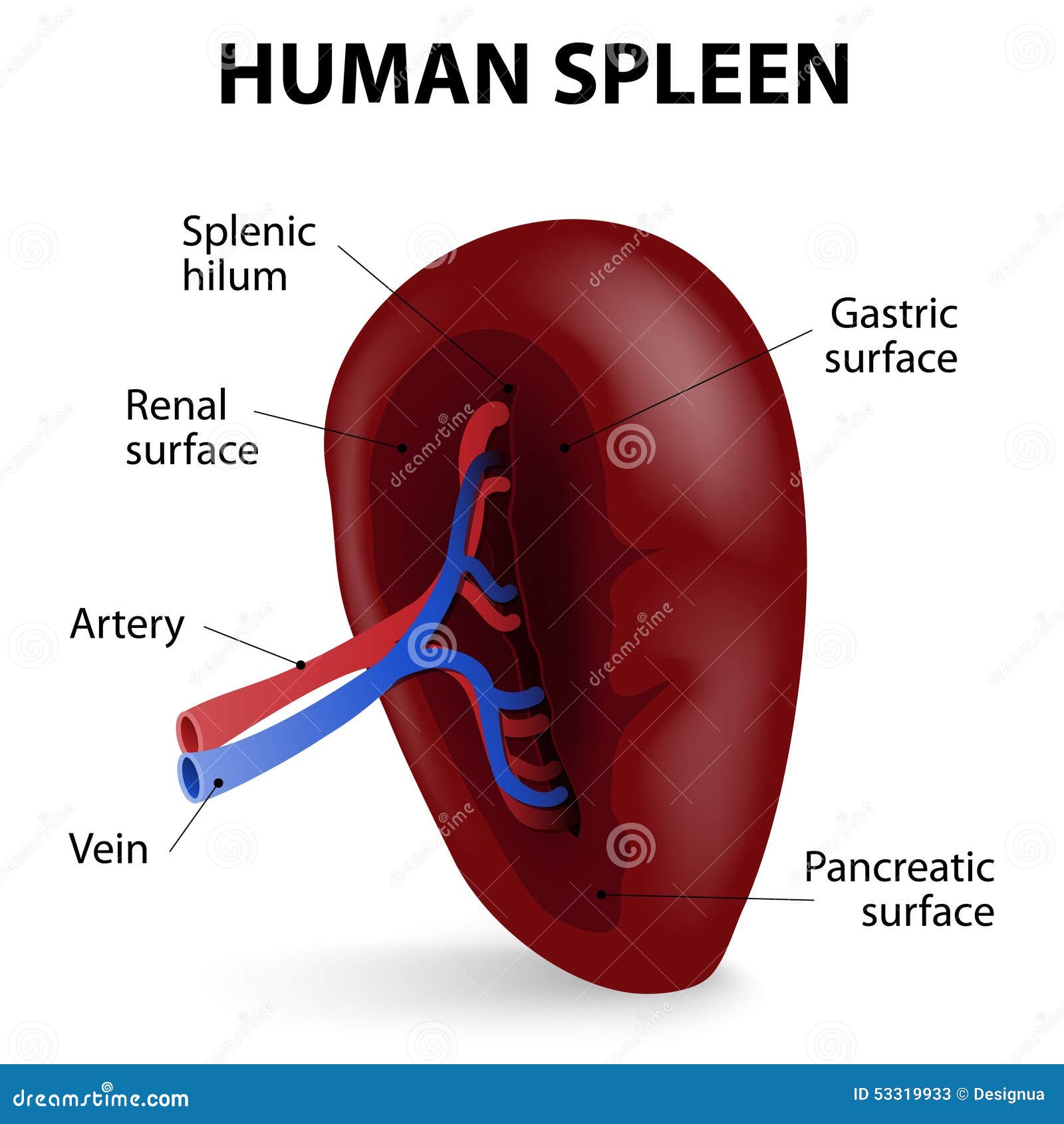 Spleen humano ilustração do vetor. Ilustração de interno - 53319933
