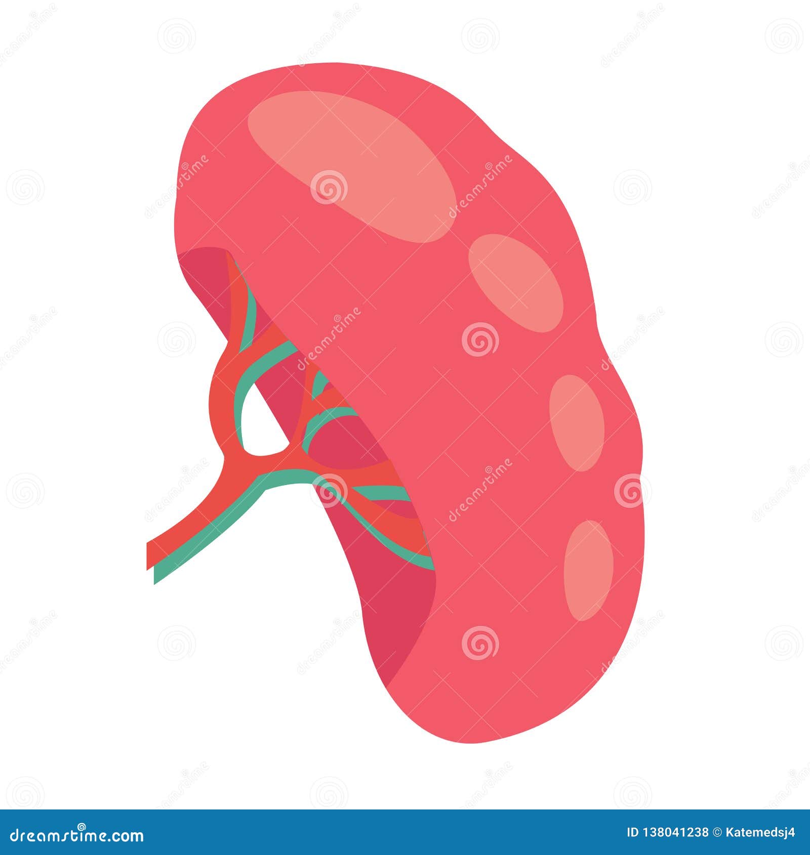 Spleen Illustration. Drawing of Spleen Stock Illustration ...