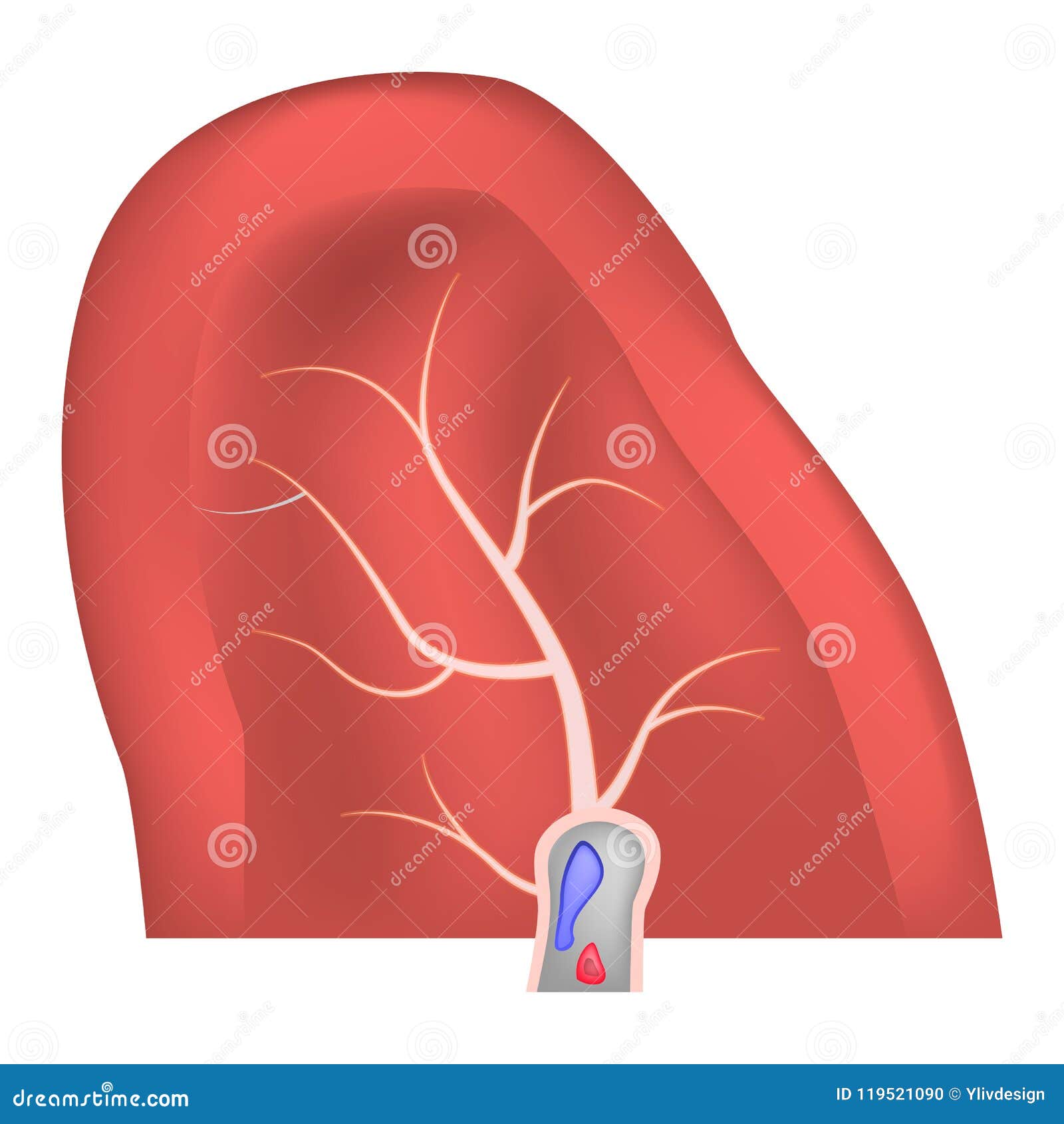 Spleen Realistic Vector Illustration Isolated On White Background 281818540