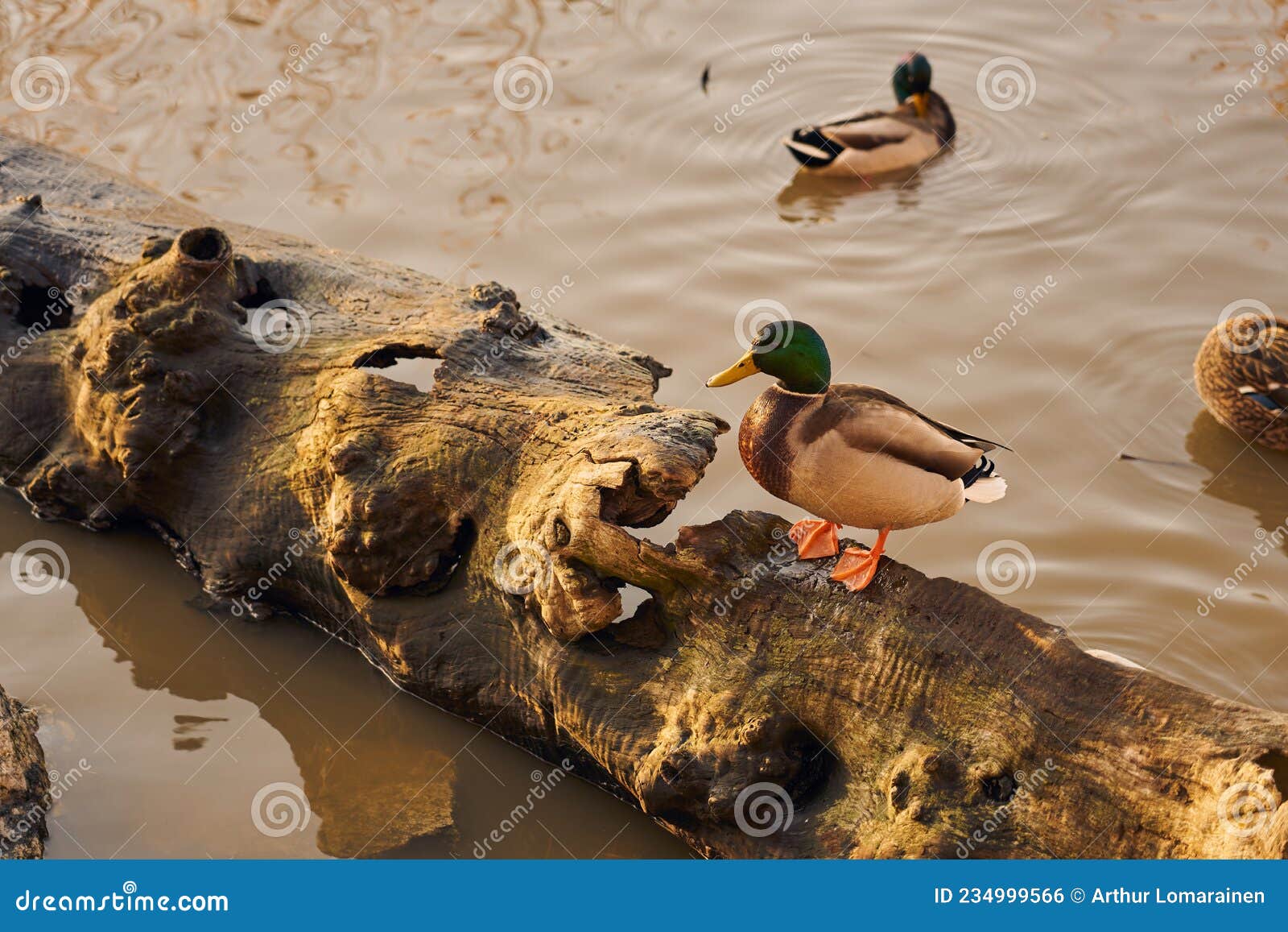 Spleen on a Tree that Fell into the Water. Stock Photo - Image of birds ...