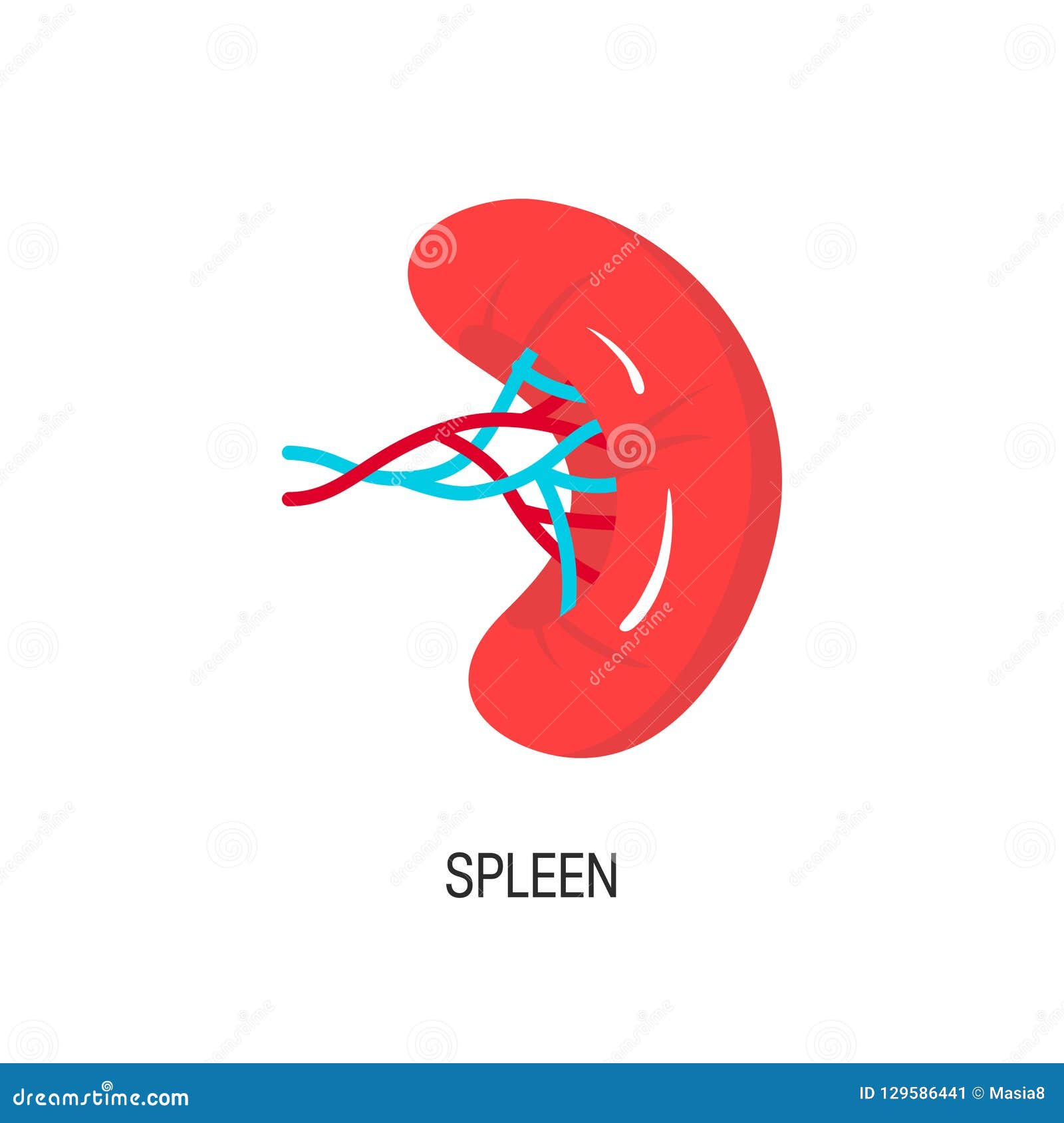 Spleen vector illustration stock vector. Illustration of care - 129586441
