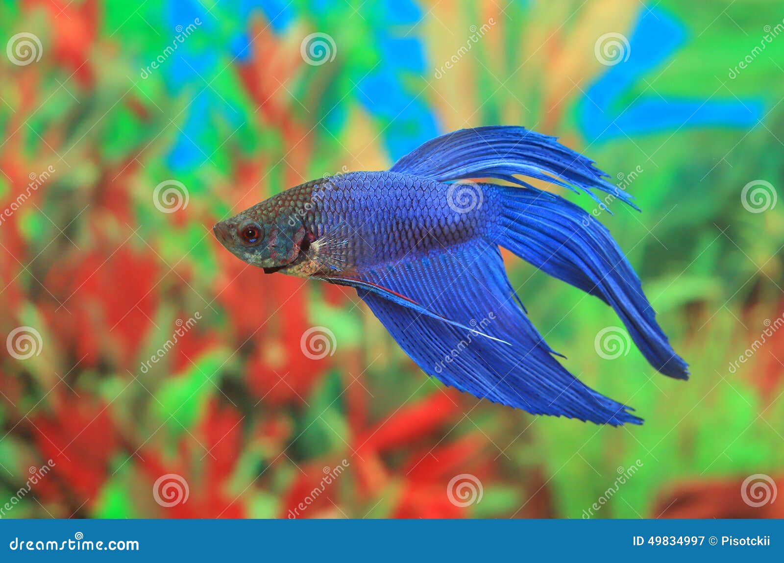 Splendens De Betta De Couleur Bleue Image stock - Image du aquarium ...